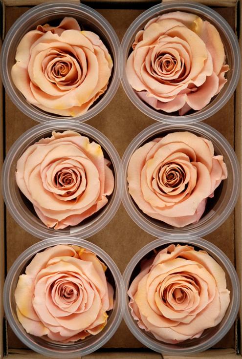 Preserved Roses Peach 2.5" (Pack of 6) - Quick Candles